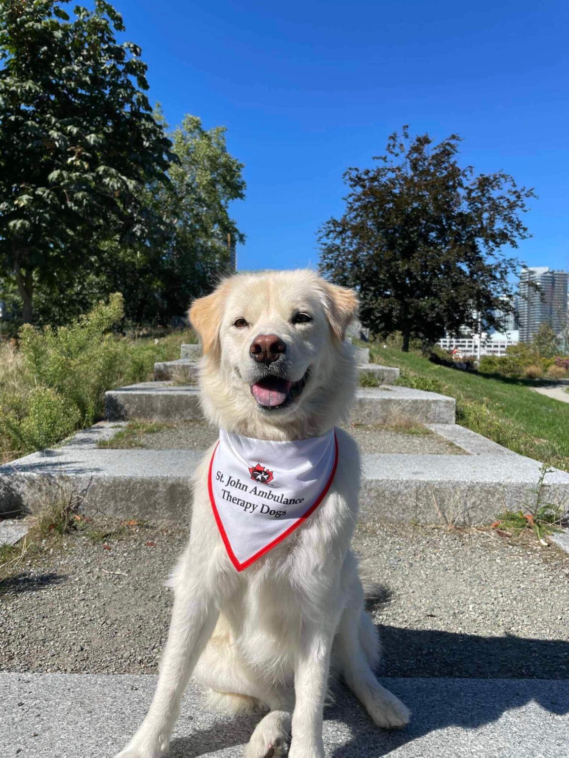 Canine Library: Fostering Literacy and Well-being Through Canine ...